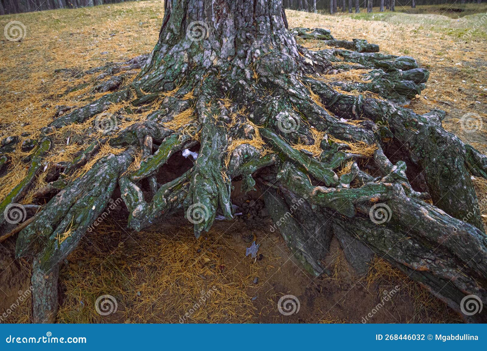 The Roots of a Mighty Old Tree. the Wisdom of the Forest Stock Photo ...