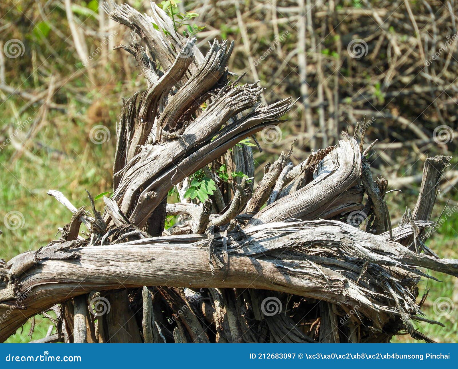 Roots in natural swamps stock image. Image of closeup - 212683097