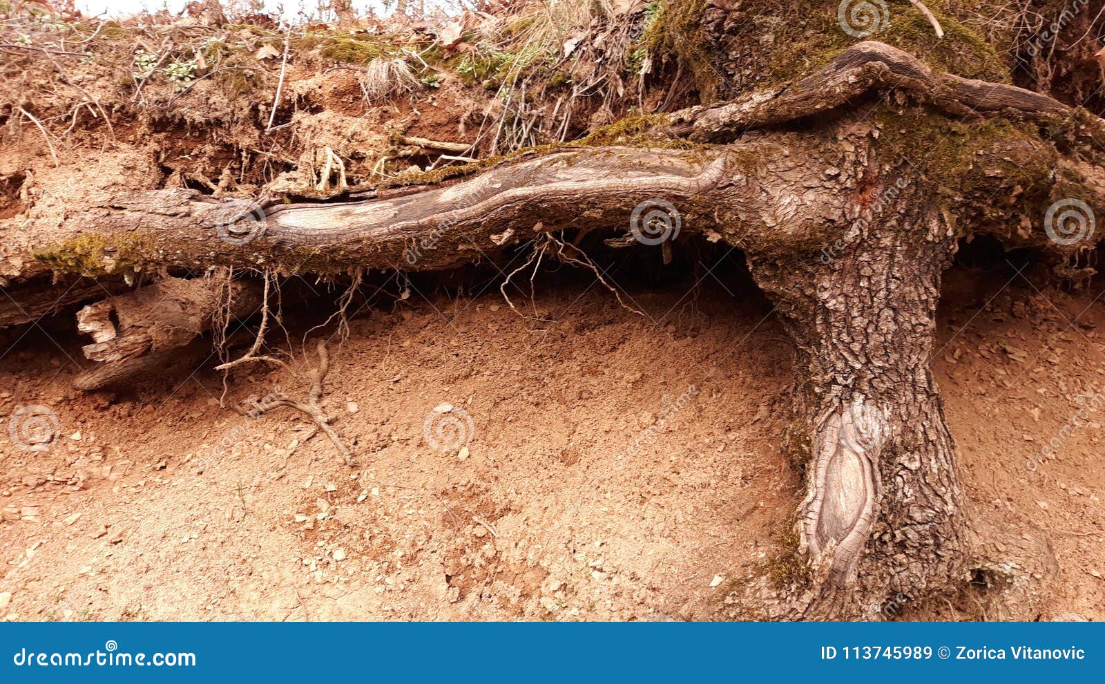 Roots in nature dry soil stock image. Image of soil - 113745989