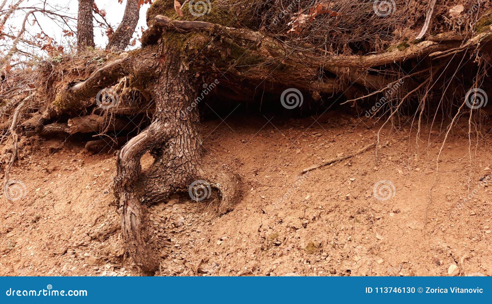 Roots in nature dry soil stock photo. Image of soil - 113746130