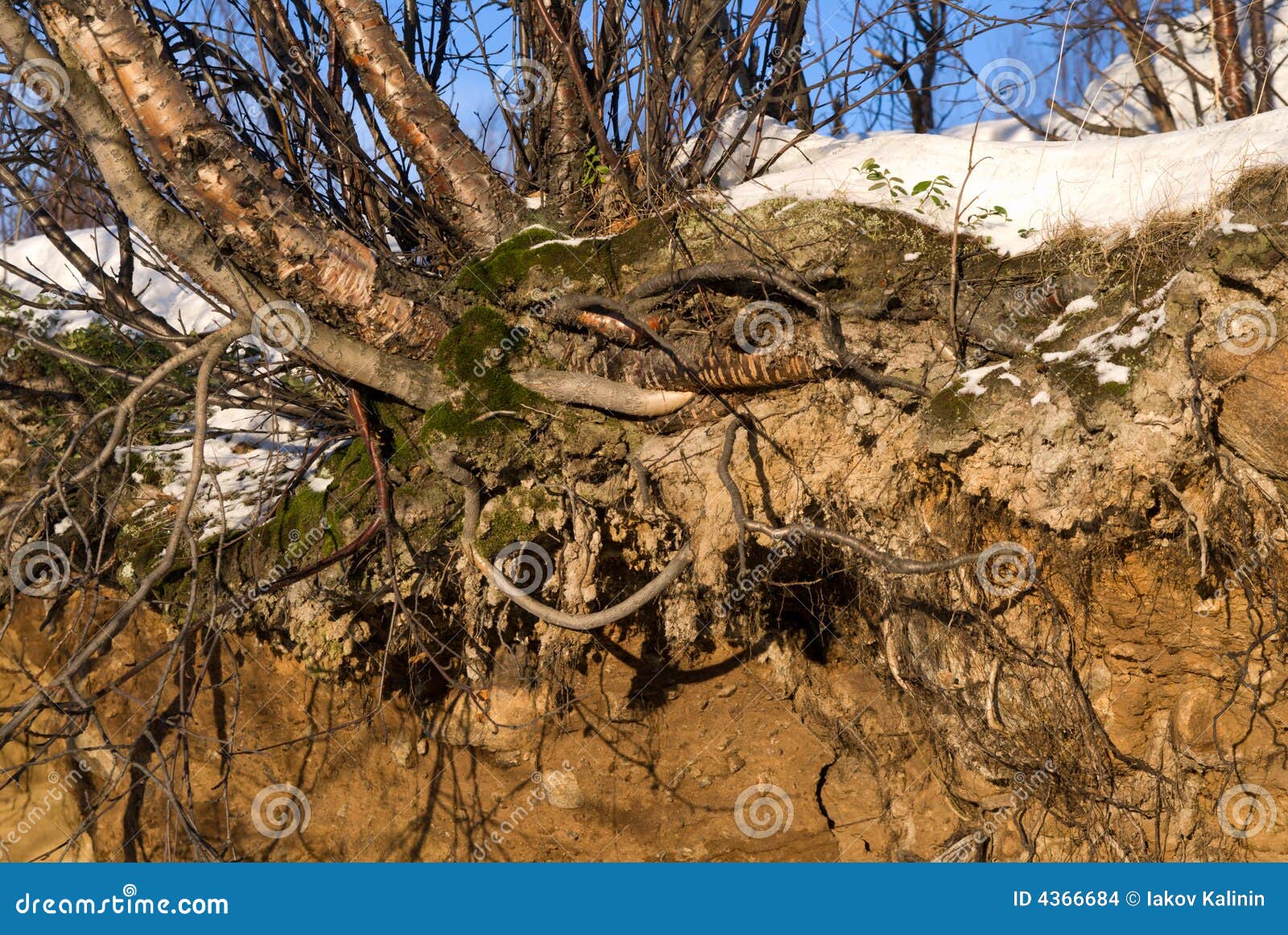 Roots of north birch stock photo. Image of green, scenics - 4366684
