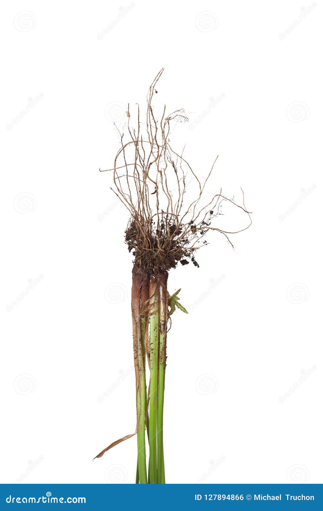 Nutsedge Roots on White Background Stock Photo - Image of infestation ...