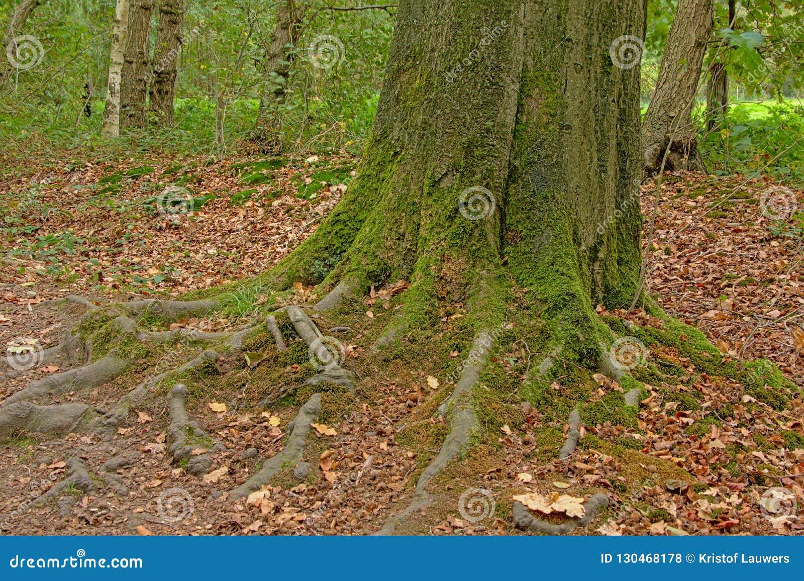 Roots of an Oak Tree Covered by Moss Stock Photo - Image of trees ...
