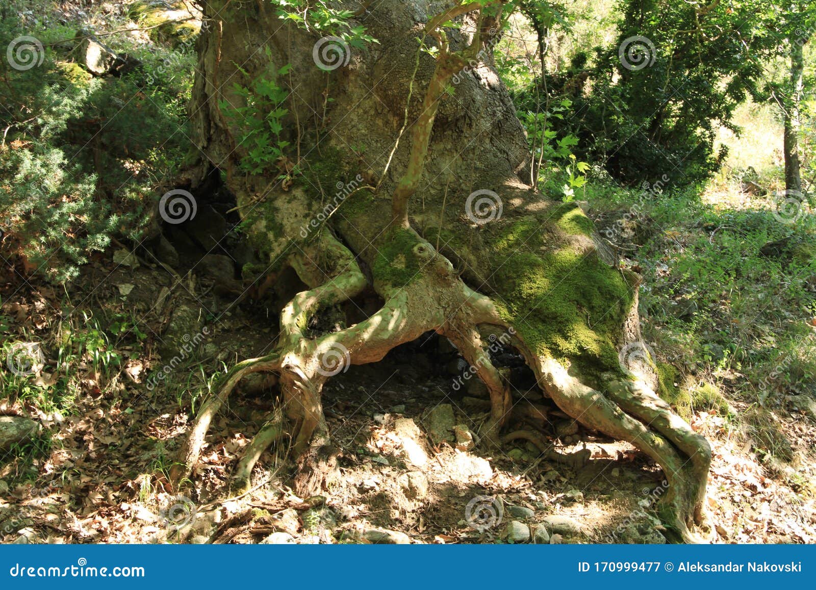 Roots of oak tree stock image. Image of process, loneliness - 170999477