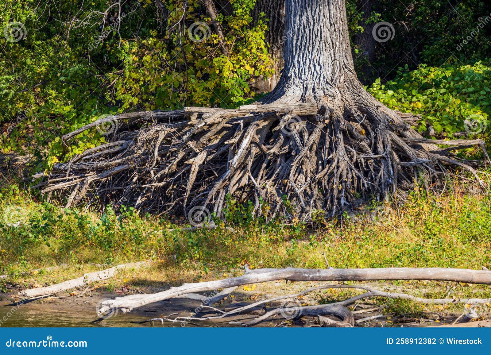Roots of Oak Tree by the River Mississippi in the USA Stock Photo ...