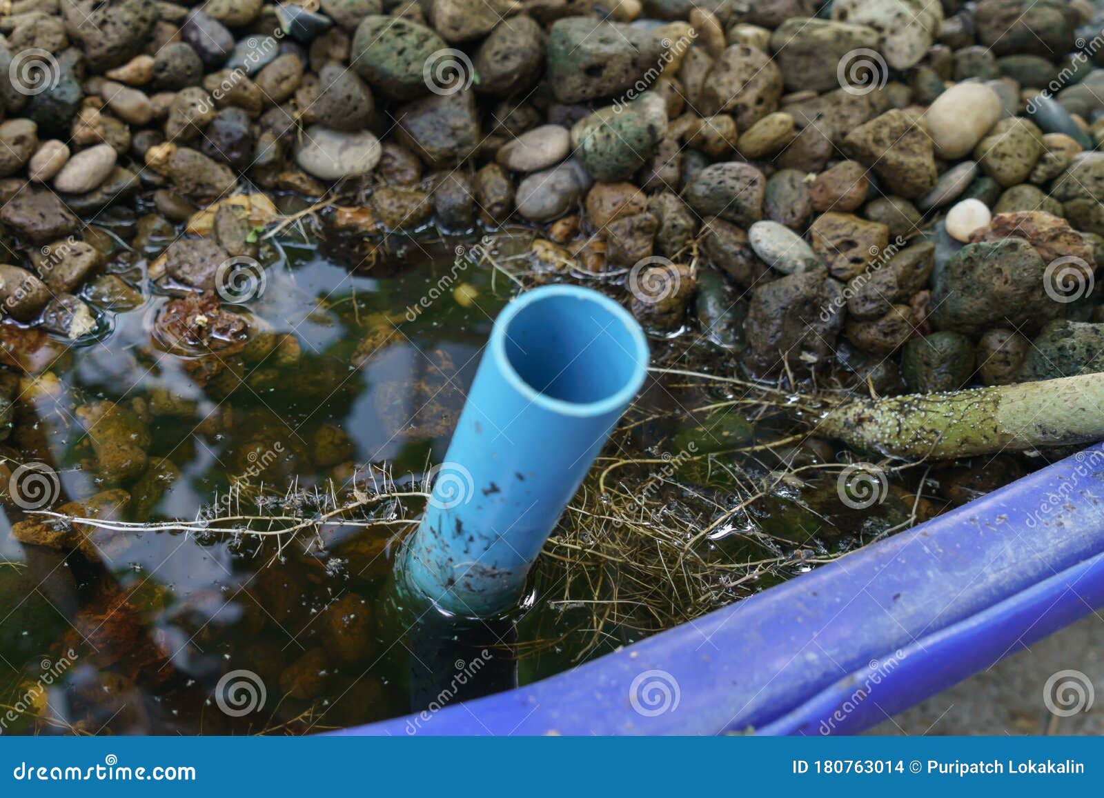 The roots of the okra tree stock photo. Image of backyard - 180763014