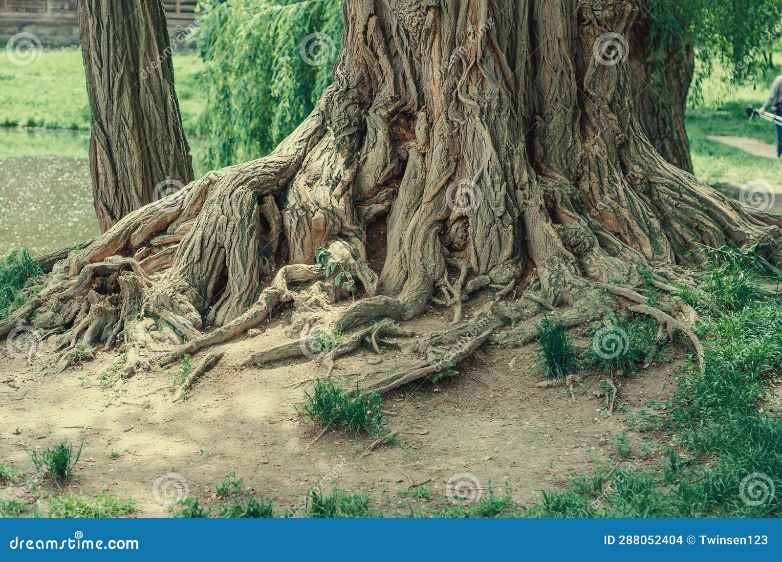 The Roots of an Old Acacia Tree in an Old Park Stock Photo - Image of ...