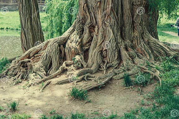 The Roots of an Old Acacia Tree in an Old Park Stock Photo - Image of ...