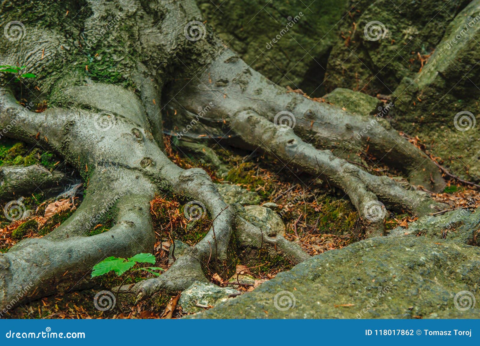 The Roots of an Old Beech and Young Tree Stock Photo - Image of travel ...