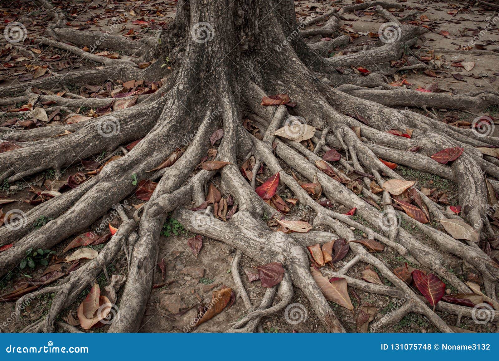 Old Big Tree Roots Close Up. Stock Photo - Image of design, branch ...
