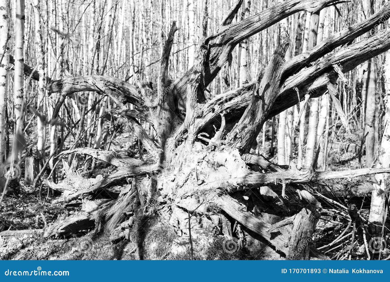 The Roots of the Old Fallen Tree Stock Image - Image of anxiety, nature ...