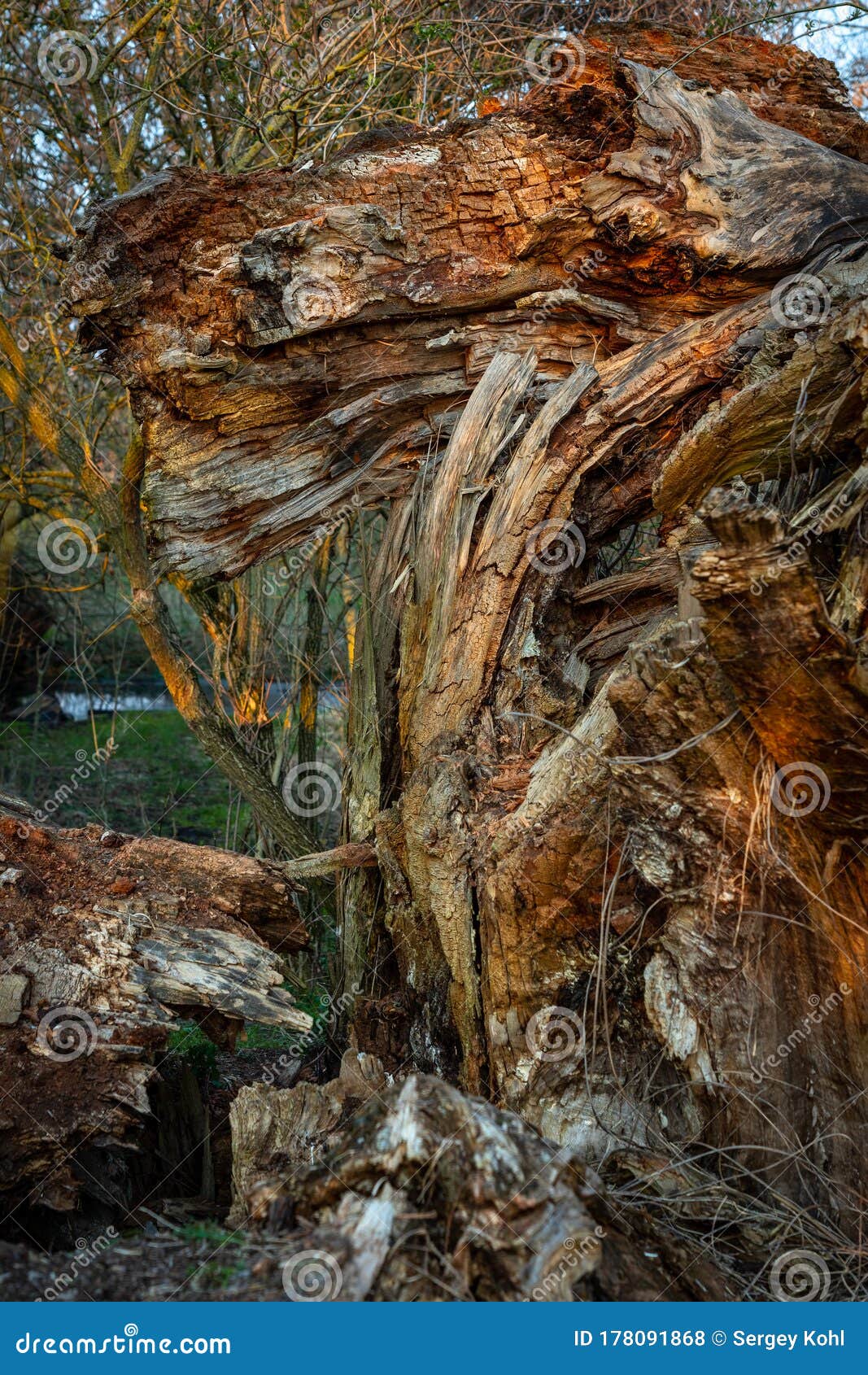 The Roots of the Old Fallen Tree in the Forest. Stock Photo - Image of ...