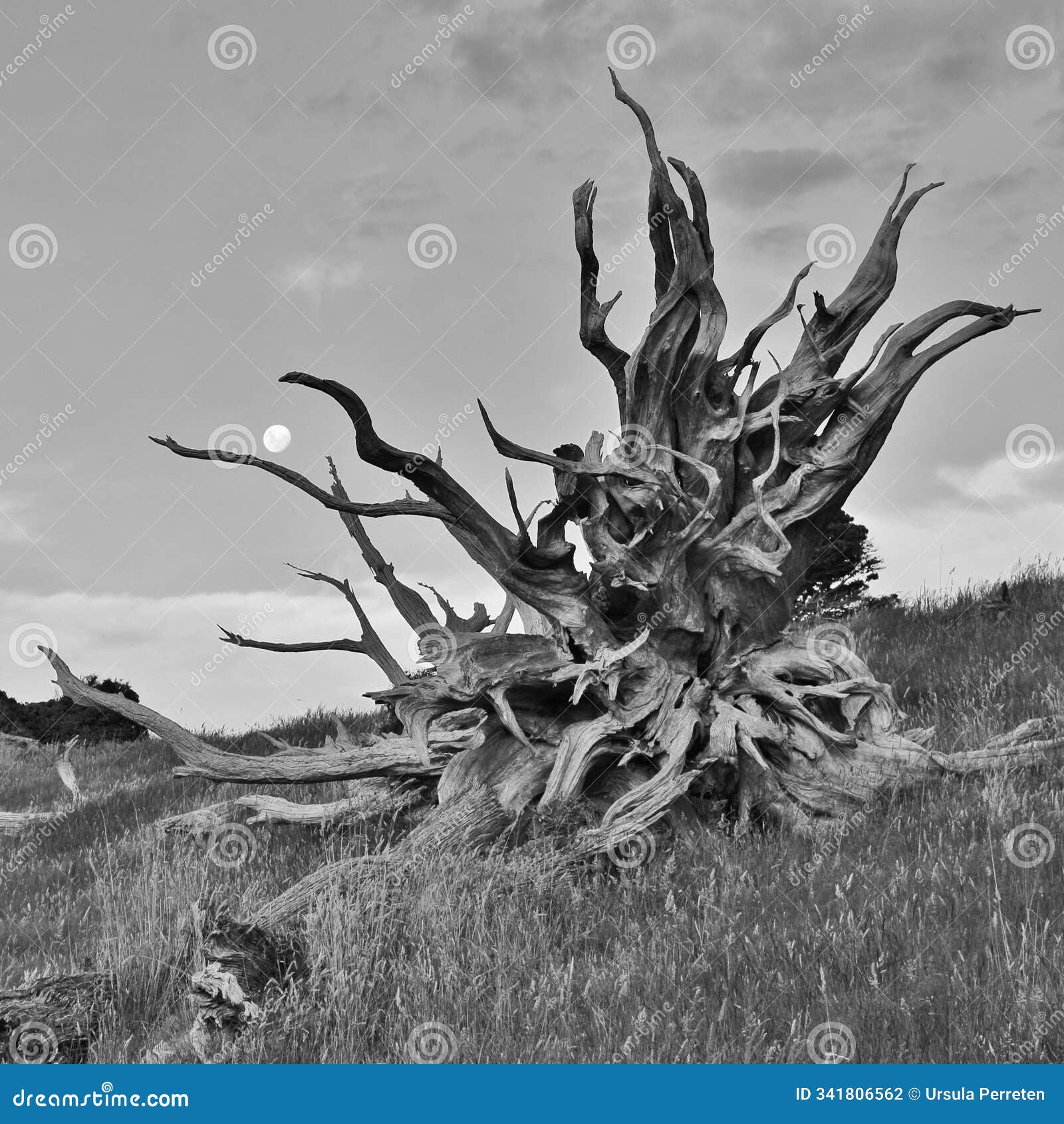Roots of an Old Fallen Tree Stock Photo - Image of oceania, tree: 341806562