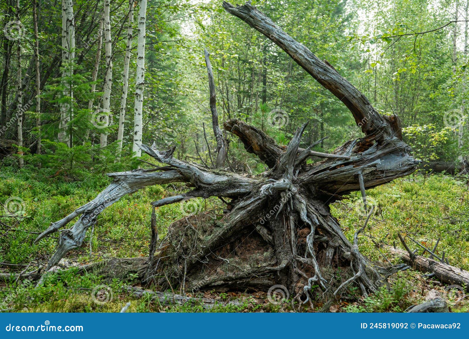 The Roots of Old Fallen Trees. Large Dry Tree Root Stock Photo - Image ...