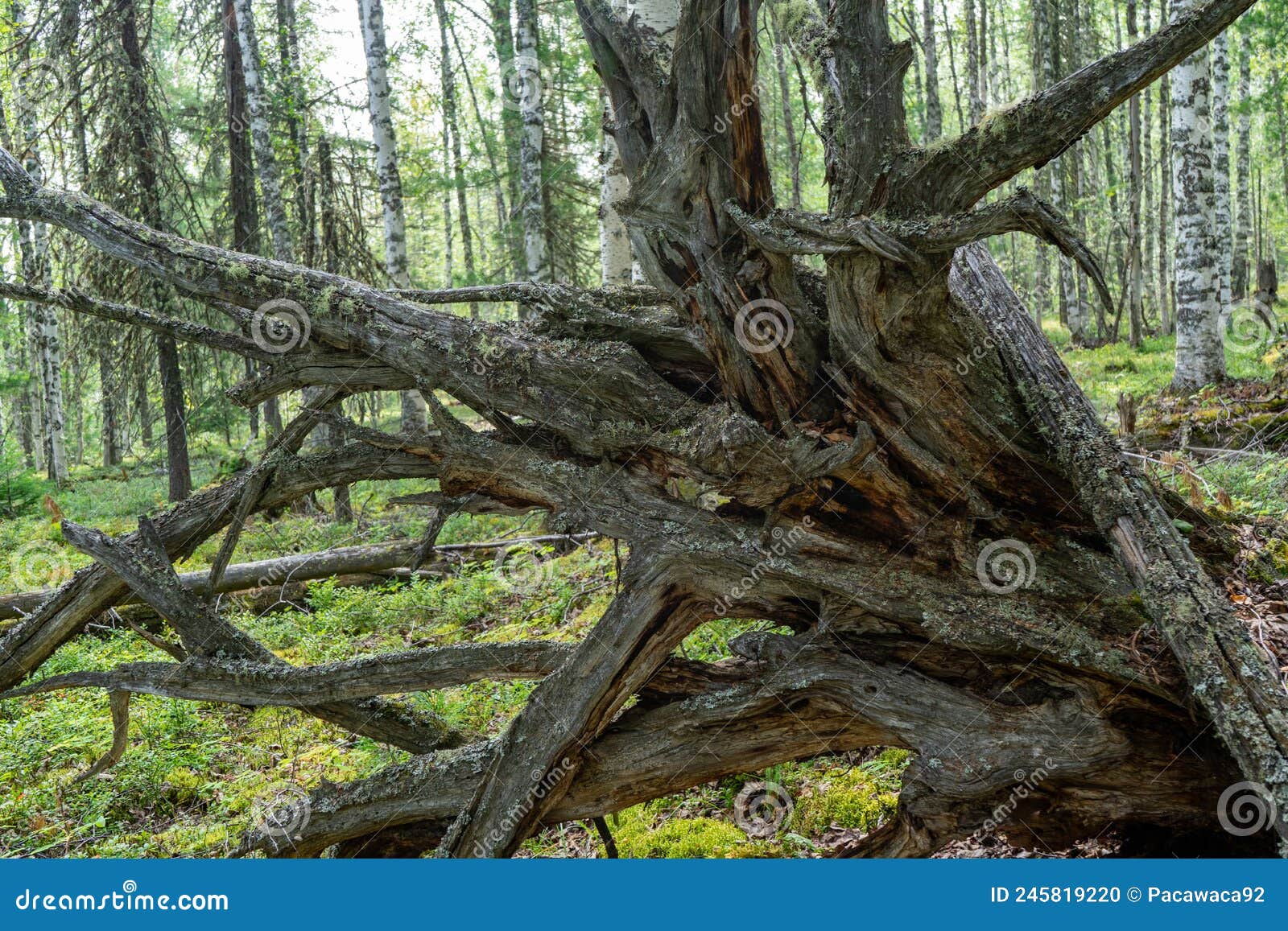 The Roots of Old Fallen Trees. Large Dry Tree Root Stock Photo - Image ...
