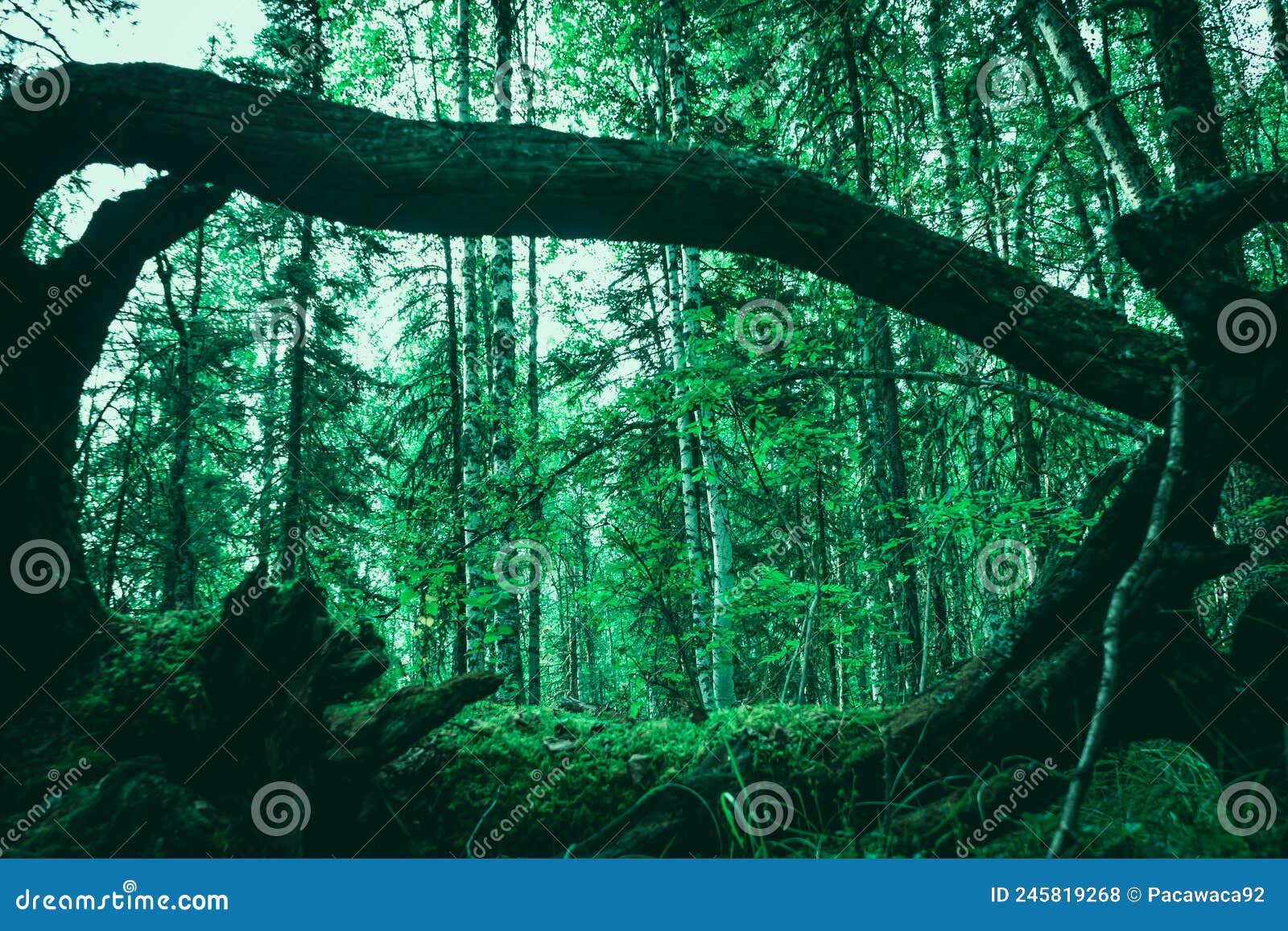 The Roots of Old Fallen Trees. Large Dry Tree Root Stock Photo - Image ...