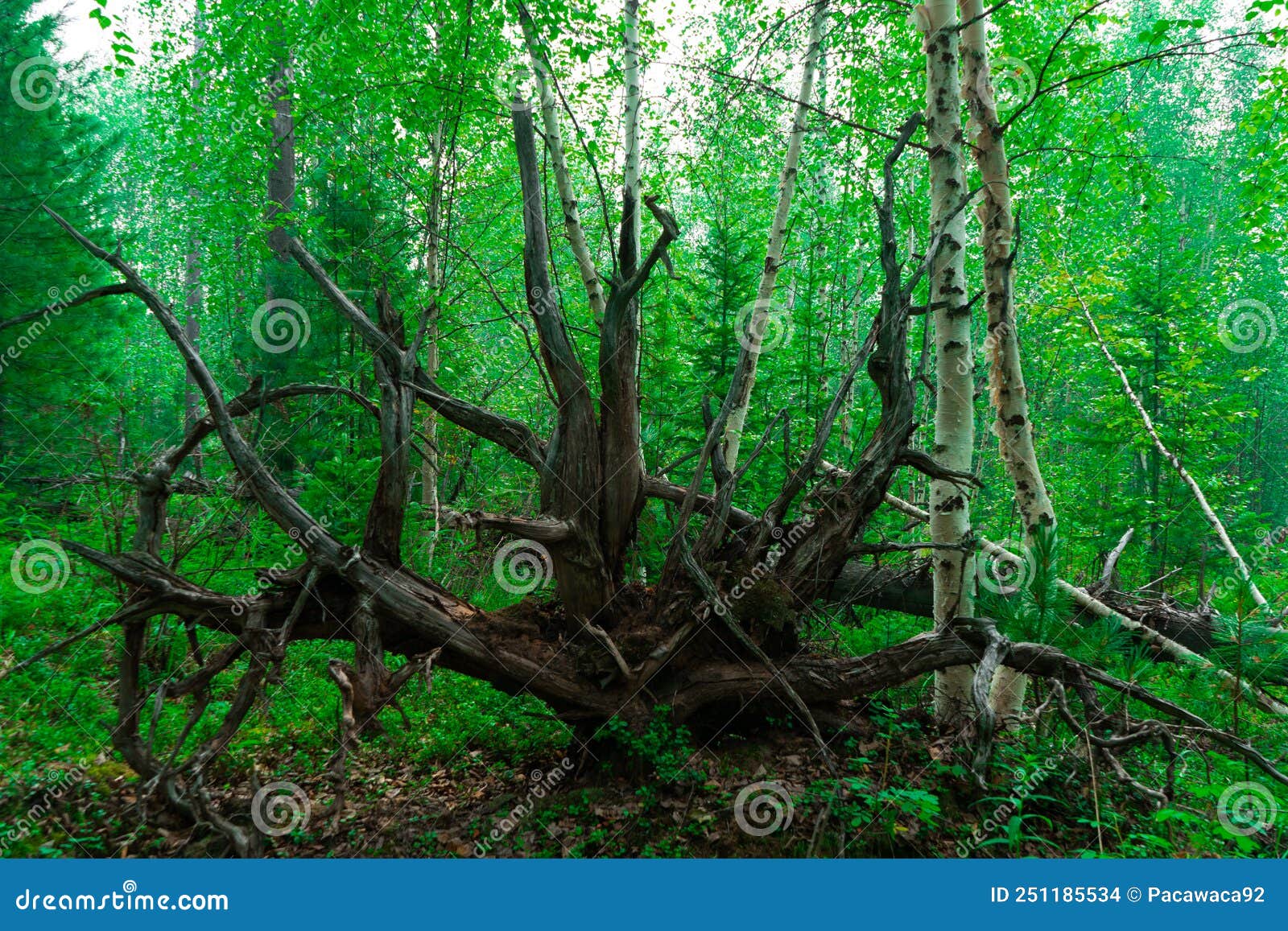 The Roots of Old Fallen Trees. Large Dry Tree Root Stock Photo - Image ...