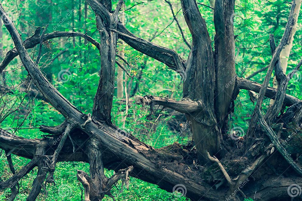 The Roots of Old Fallen Trees. Large Dry Tree Root Stock Photo - Image ...