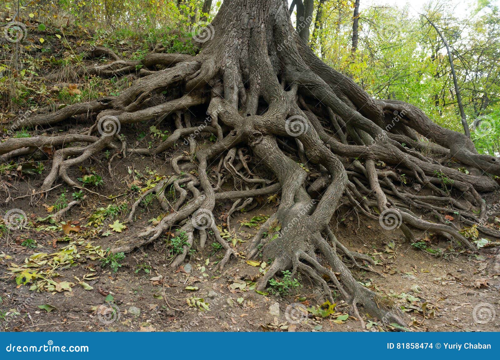 Roots of the old oak stock photo. Image of background - 81858474
