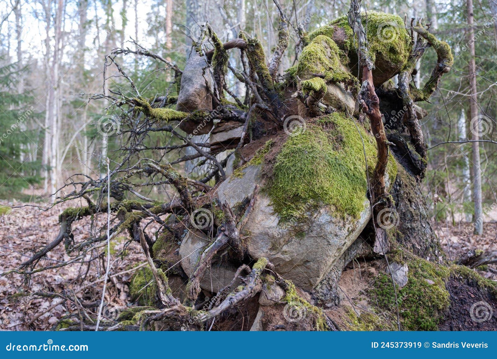 The Roots of an Old Oak Tree Growing Over and Around the Rocks and ...