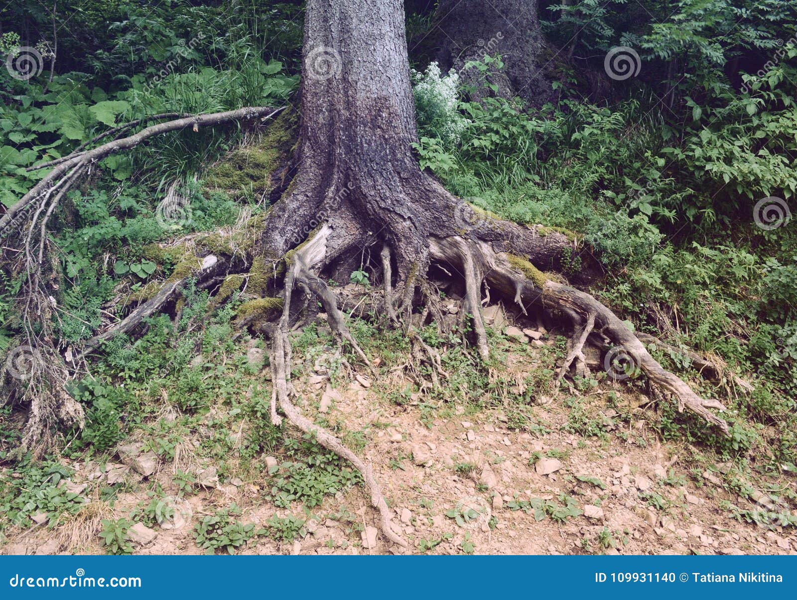 The Roots of Old Pine Tree in Carpathian Stock Photo - Image of ...
