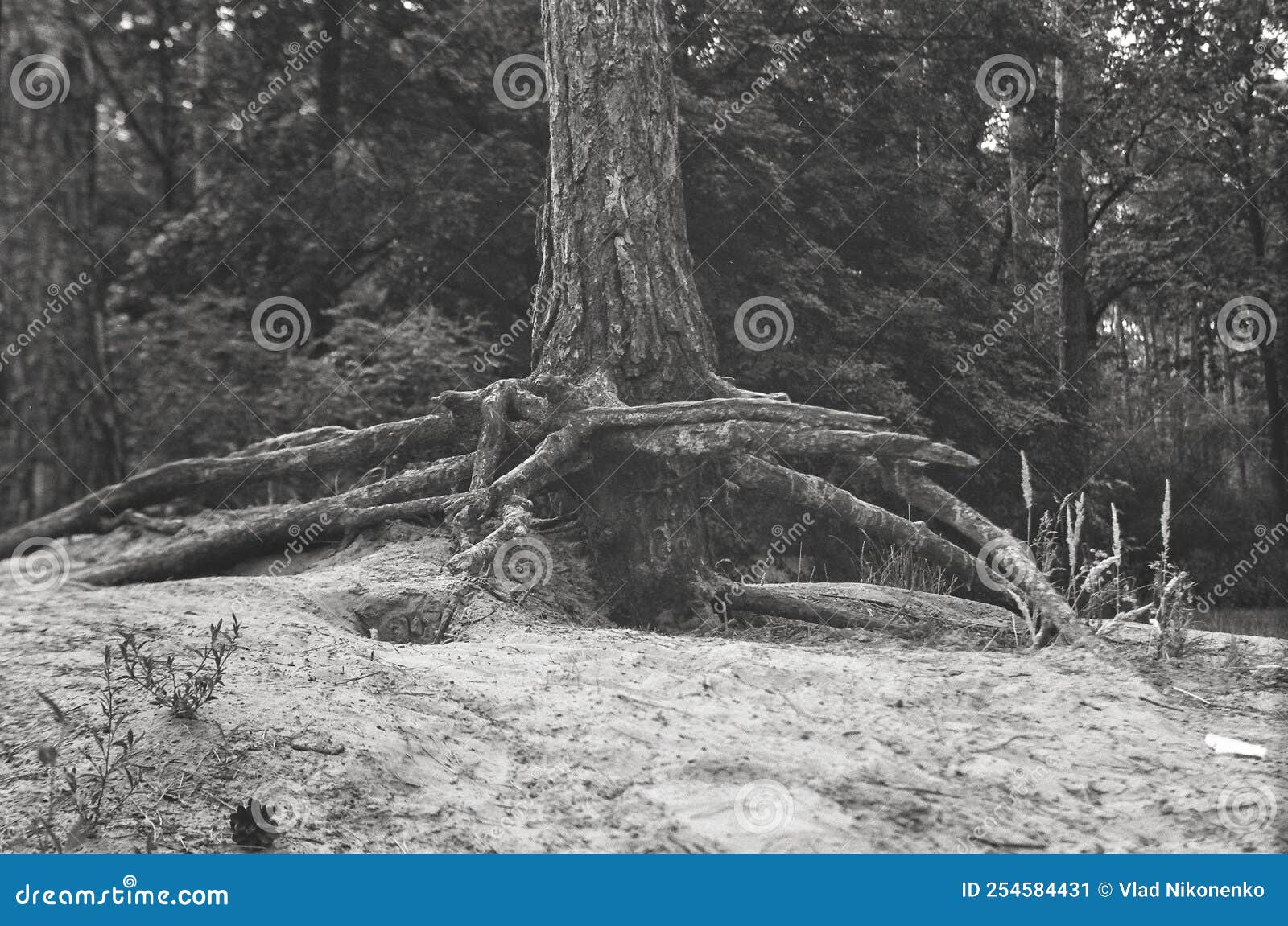 Roots of an Old Pine Tree in the Park Stock Image - Image of park ...