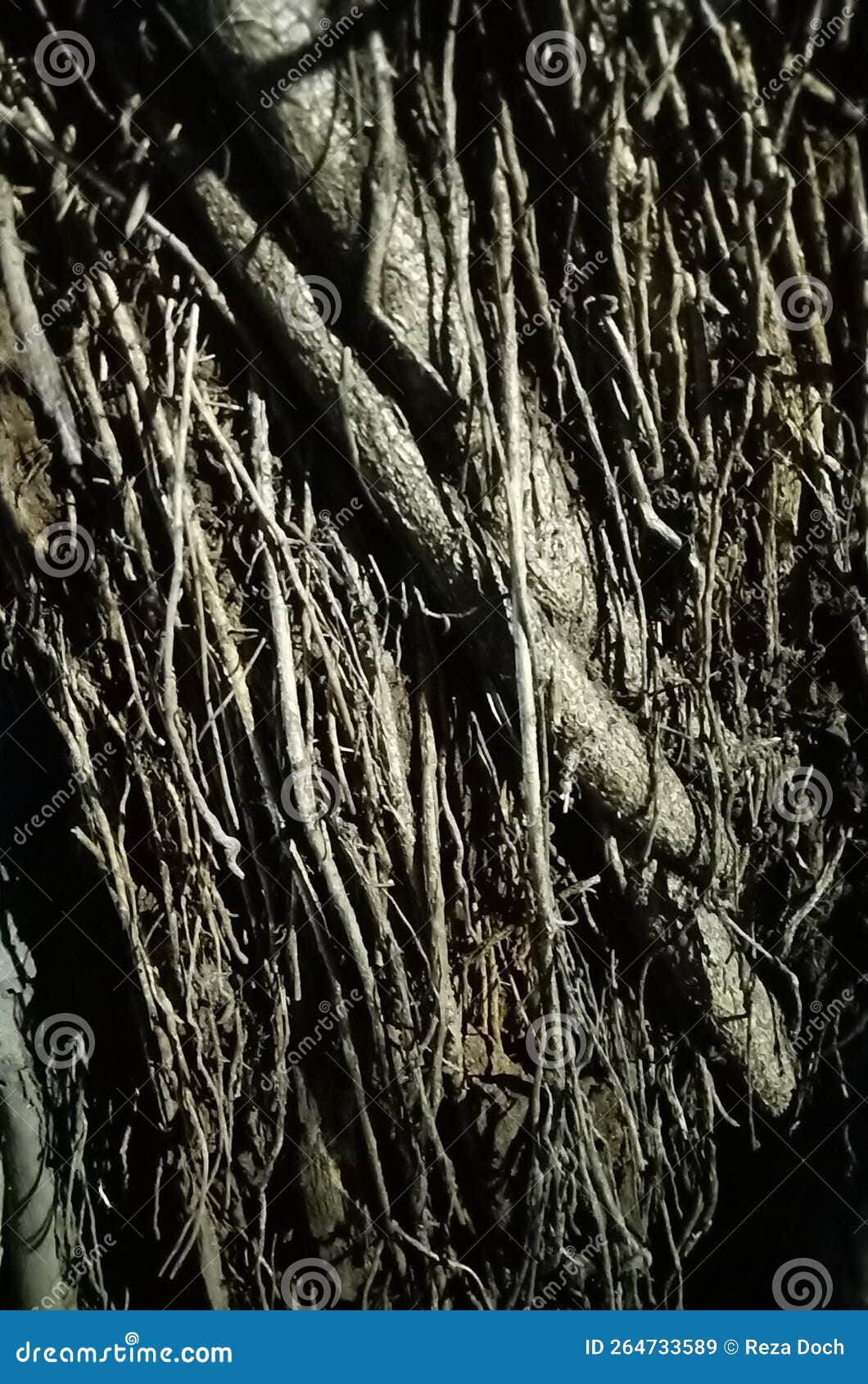 The Roots of an Old Tree with Age. Plant. Old Stock Image - Image of ...