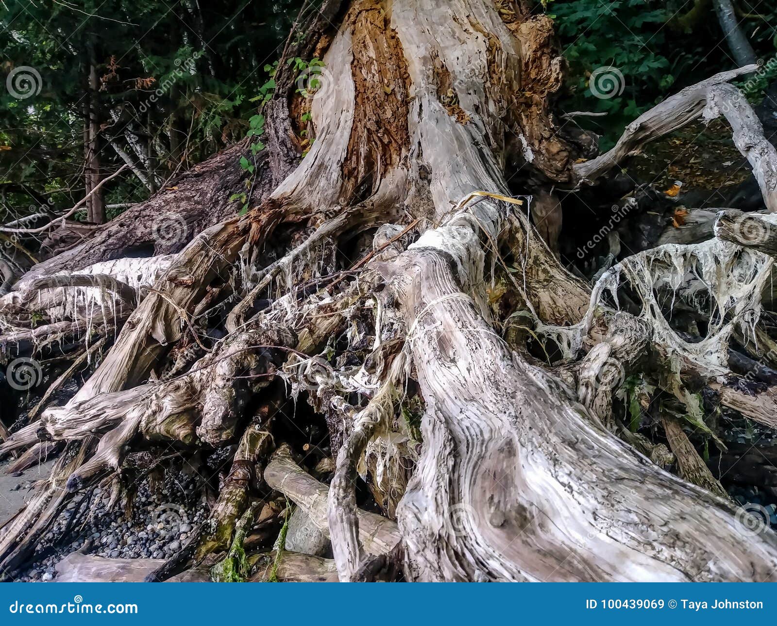 Large Driftwood Root System Stock Image - Image of environment, large ...