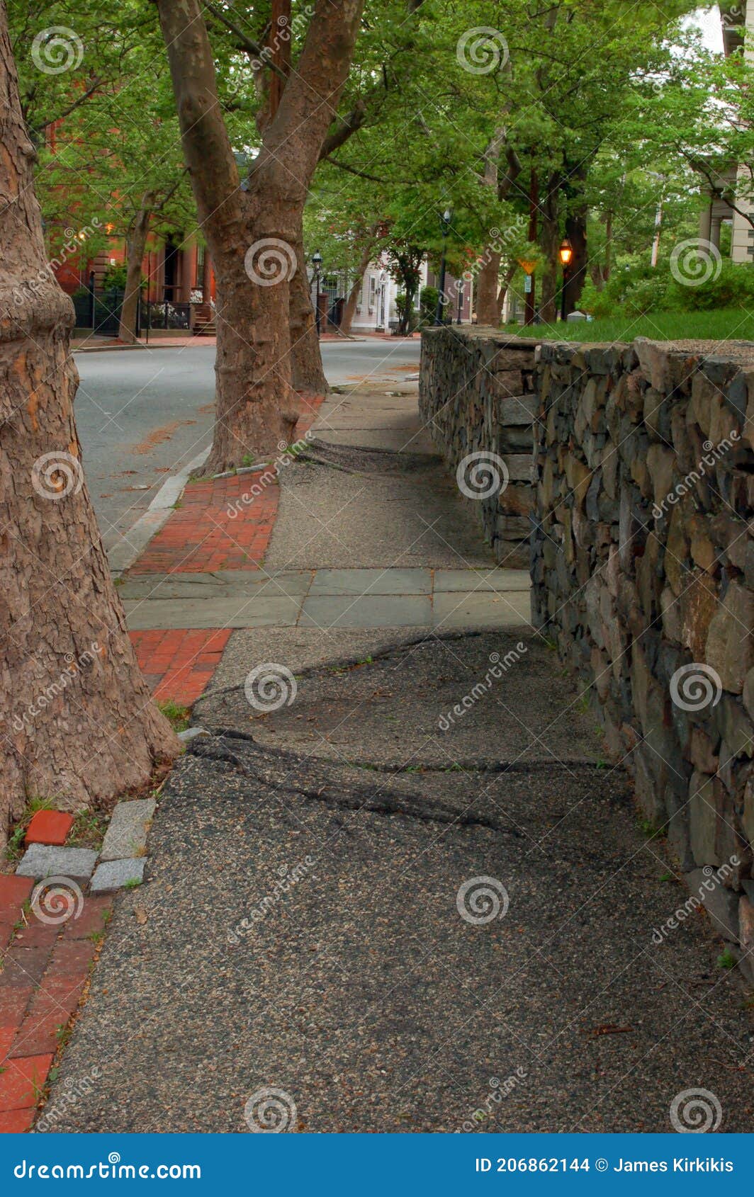 Roots from an Old Tree Begin To Crack a Sidewalk Stock Photo - Image of ...