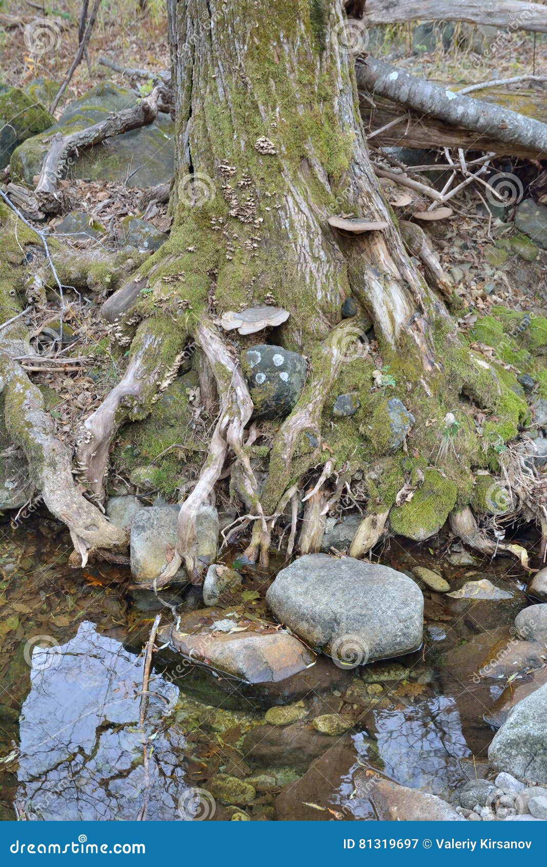 Roots of old tree 2 stock image. Image of outdoor, taiga - 81319697