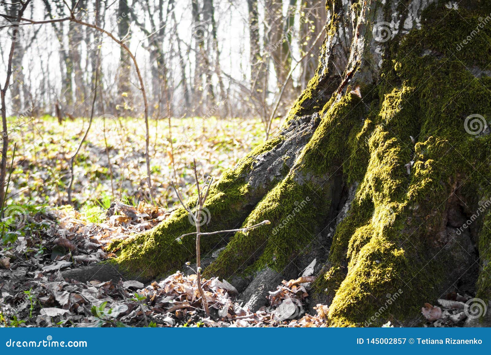 The Roots of Old Tree Covered with Moss in the Spring Forest Stock ...