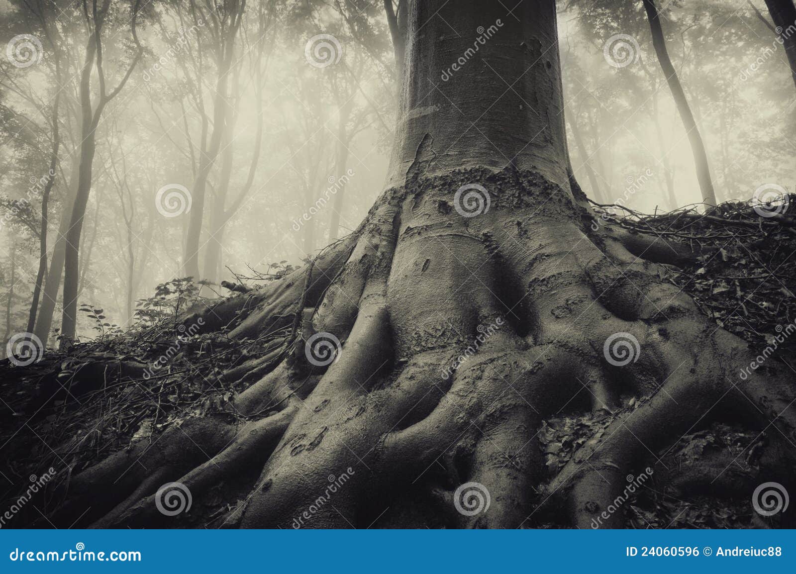 Roots of an Old Tree in a Dark Misty Forest Stock Photo - Image of ...