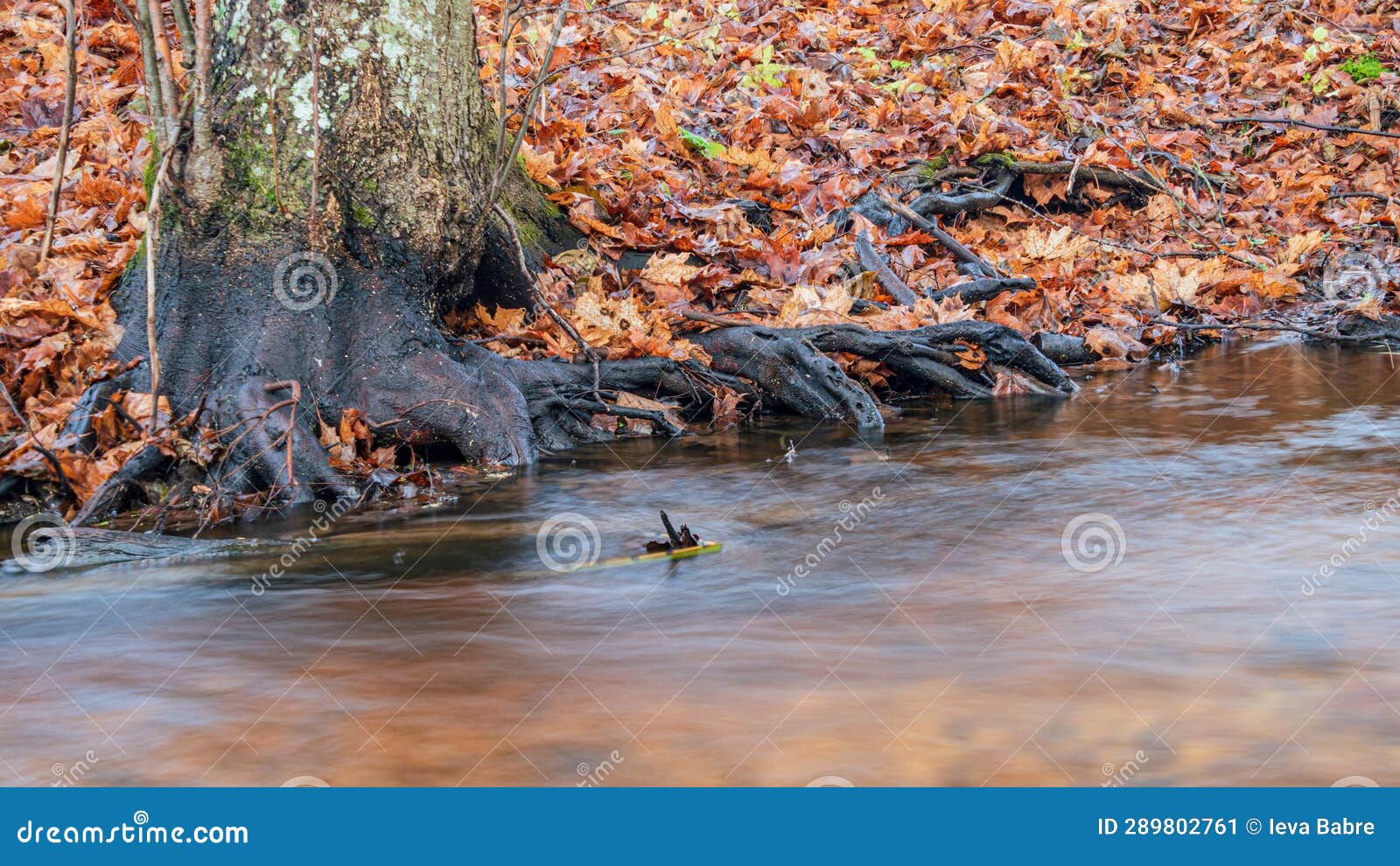 The Roots of an Old Tree in Flowing Water Stock Image - Image of ...