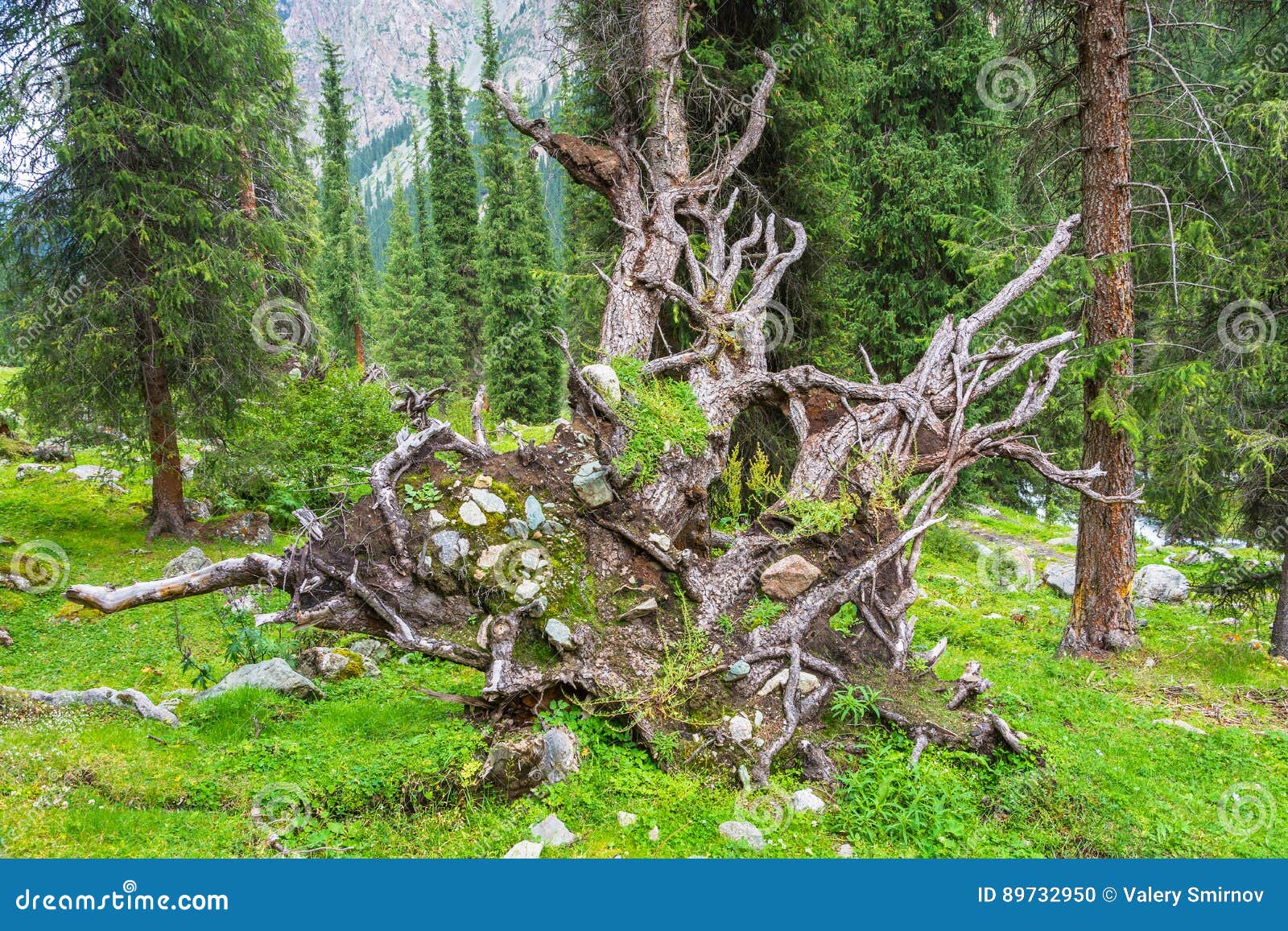 The Roots of an Old Tree Has Fallen. Stock Photo - Image of ground ...