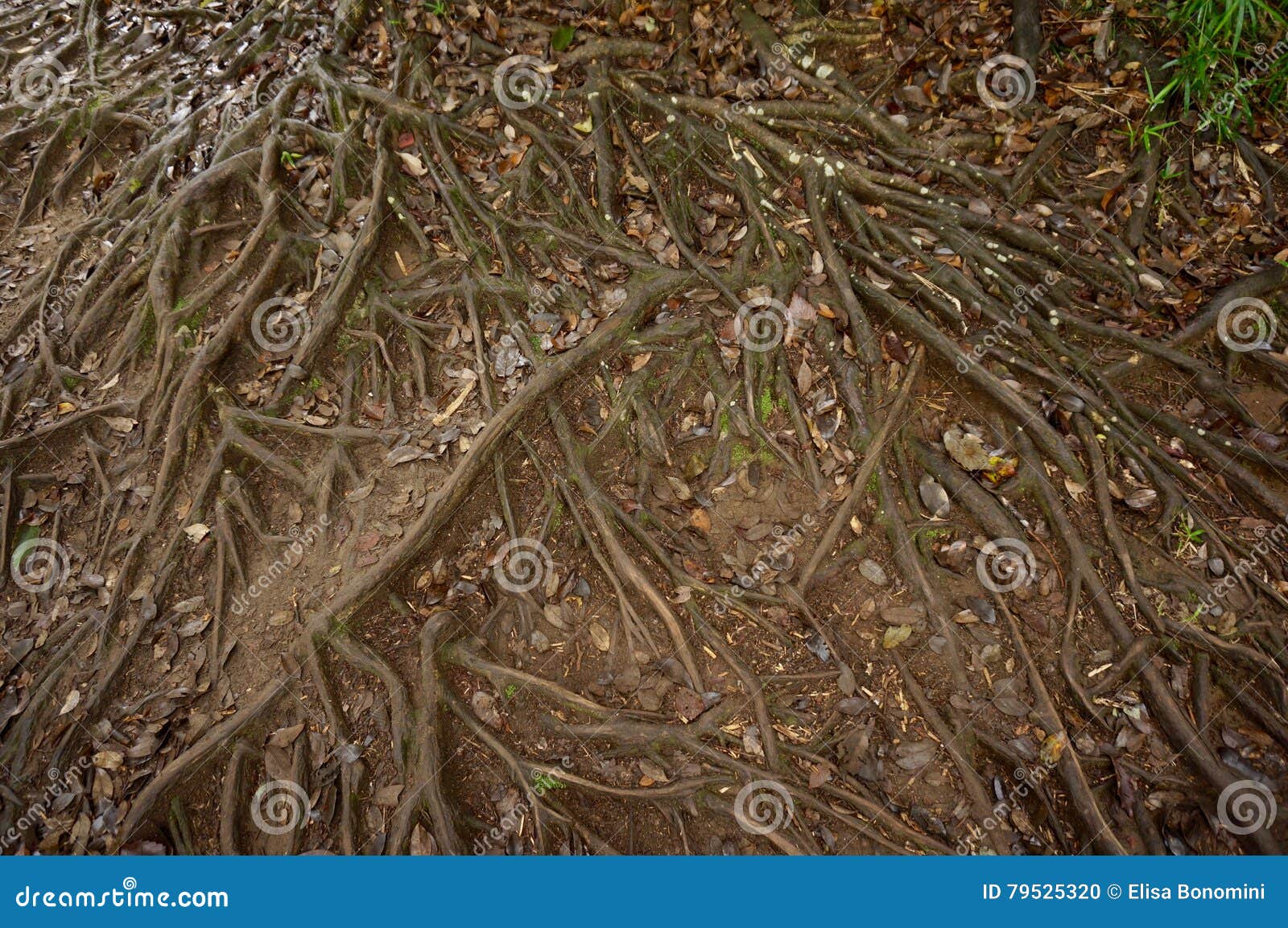 The roots stock photo. Image of outdoor, beauty, nature - 79525320
