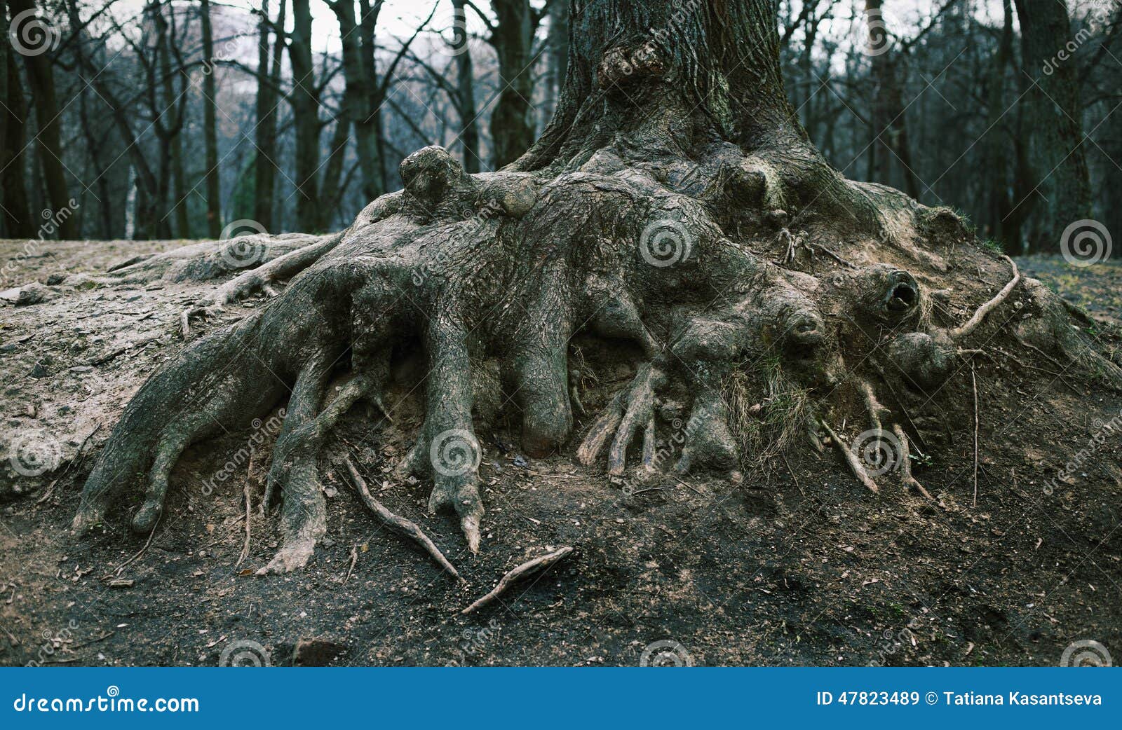 Roots of an Old Tree in the Park Stock Image - Image of mystery, tree ...