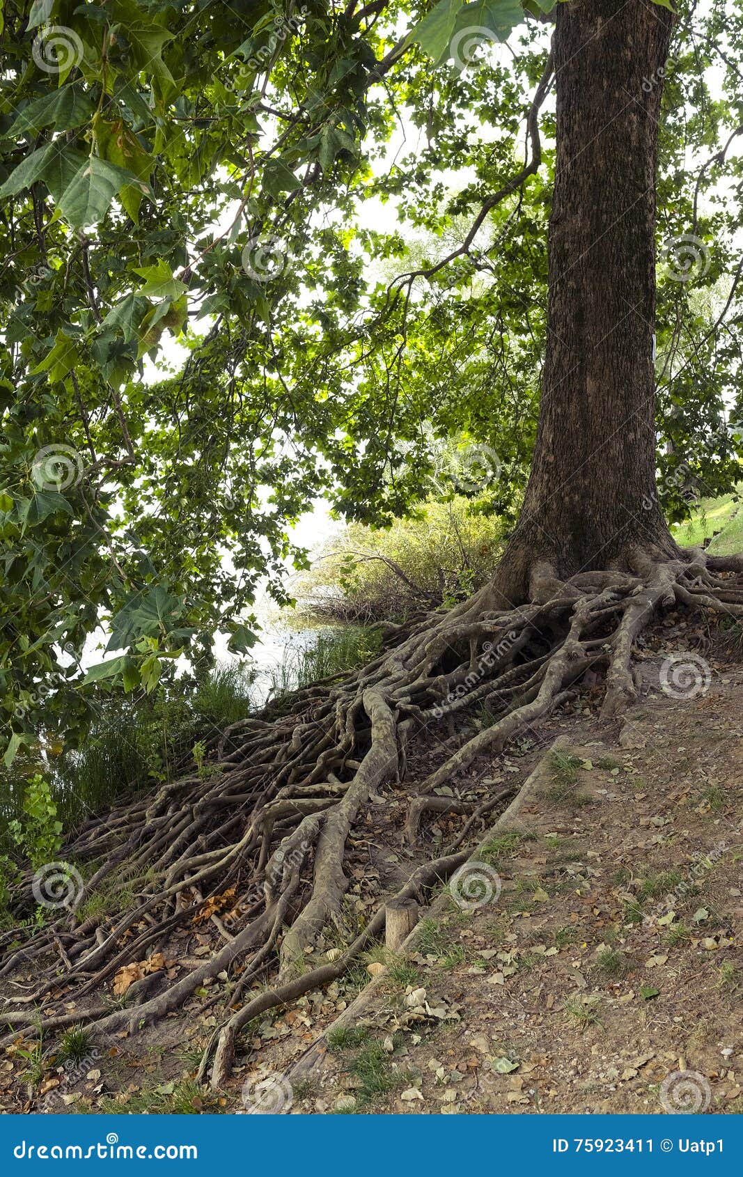 Roots of an Old Tree on the River Bank Stock Image - Image of coast ...