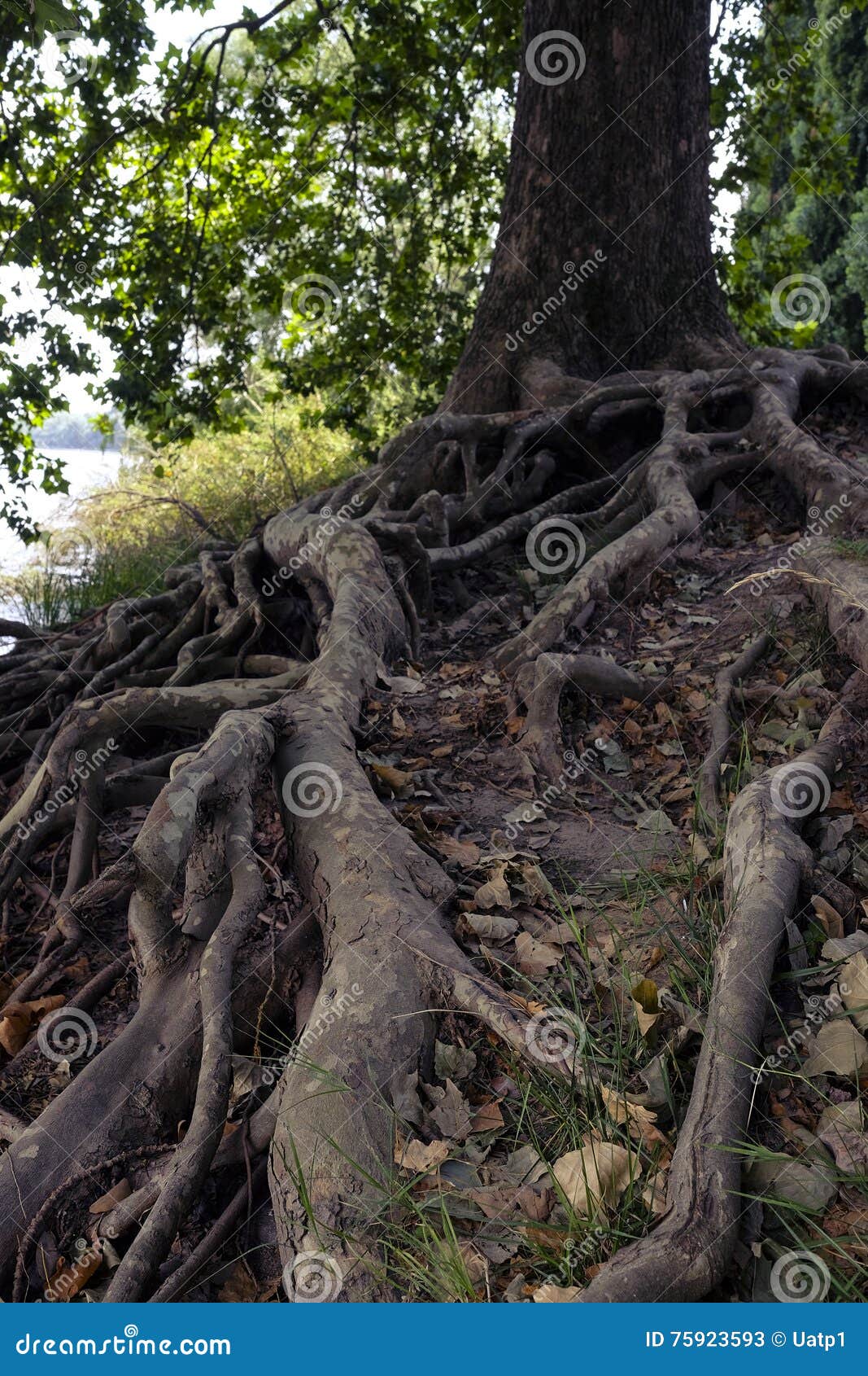 Roots of an Old Tree on the River Bank Stock Image - Image of season ...