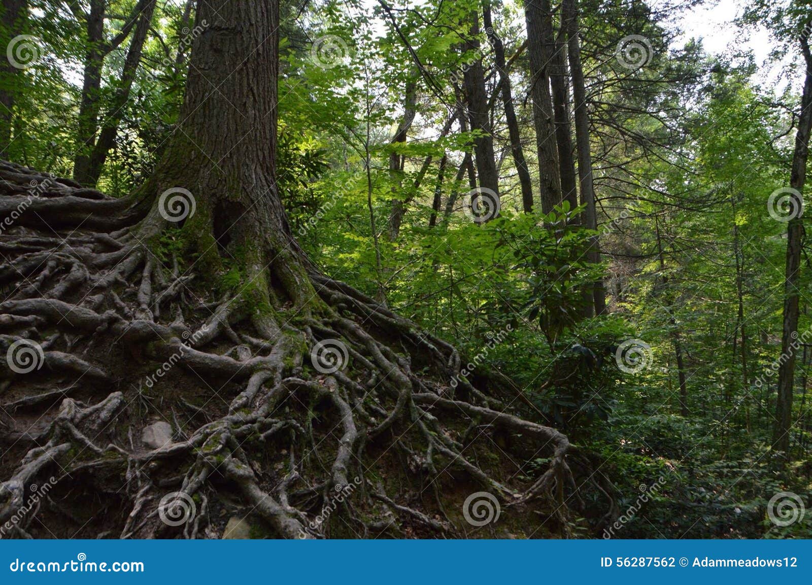 Roots stock photo. Image of soil, tree, erosion, roots - 56287562