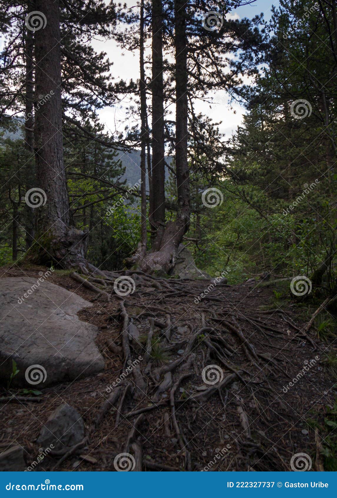 Roots of an Old Tree Spread through the Forest Floor Stock Image ...