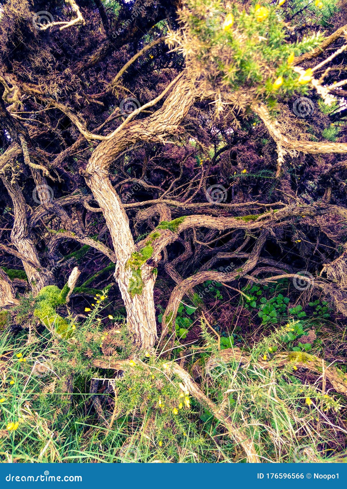 Roots of an Old Tree Thorny Gorse Stock Photo - Image of root, roots ...