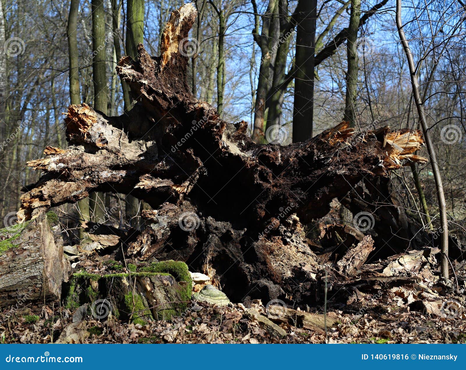 Old Fallen Tree, View of the Root Stock Photo - Image of rings, plant ...