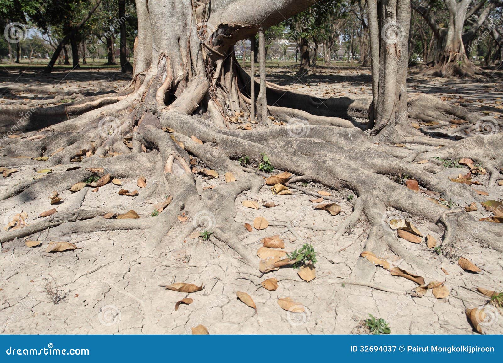 Roots of Old Trees for Decades. Stock Image - Image of environment ...