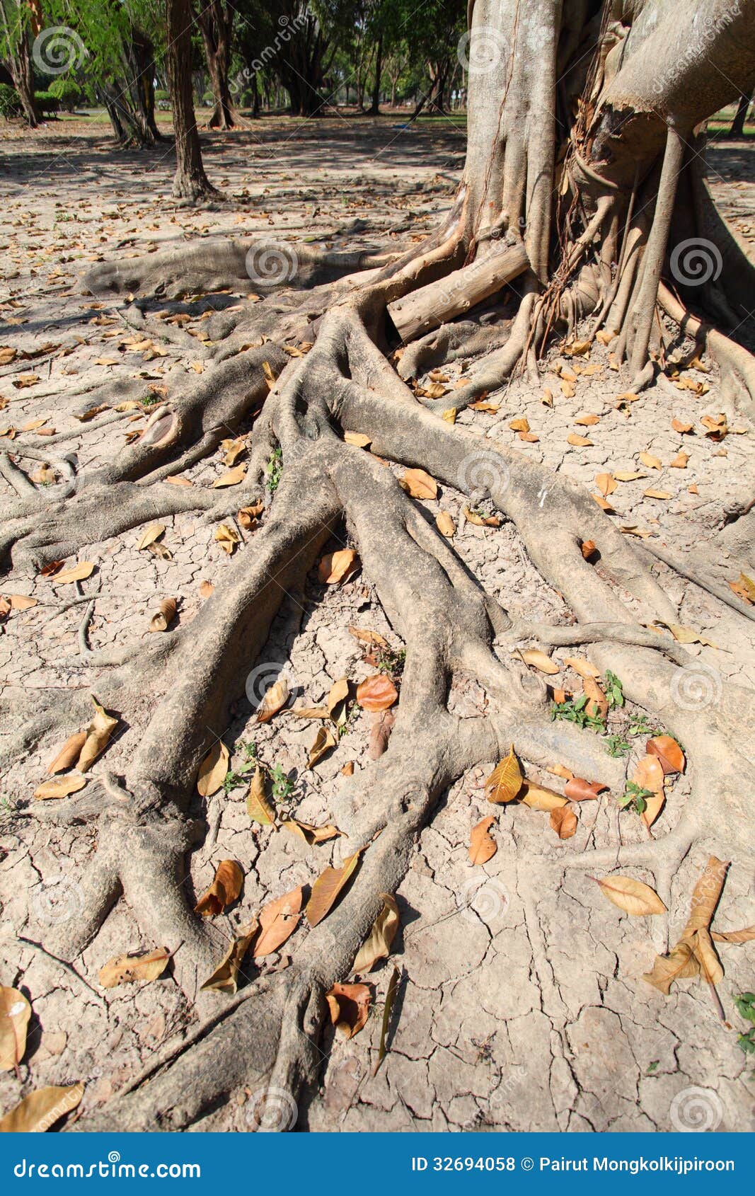 Roots of Old Trees for Decades. Stock Photo - Image of environment ...