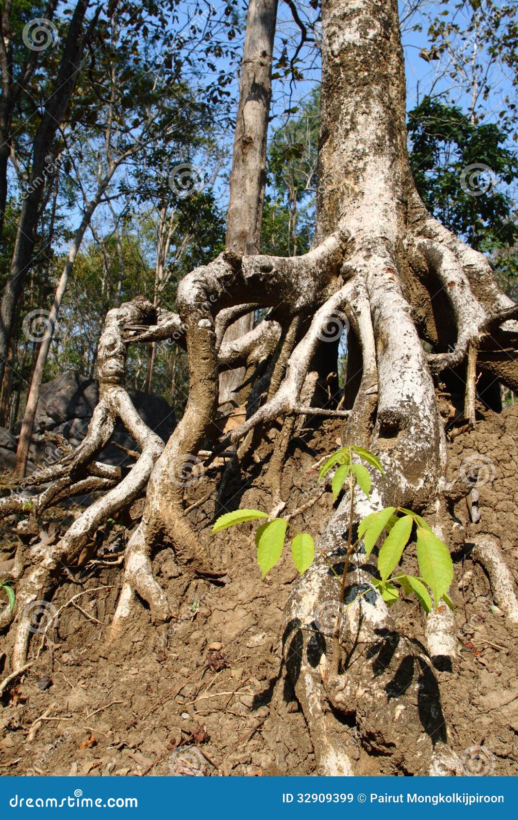 Roots of Old Trees for Decades. Stock Image - Image of trunk, wood ...