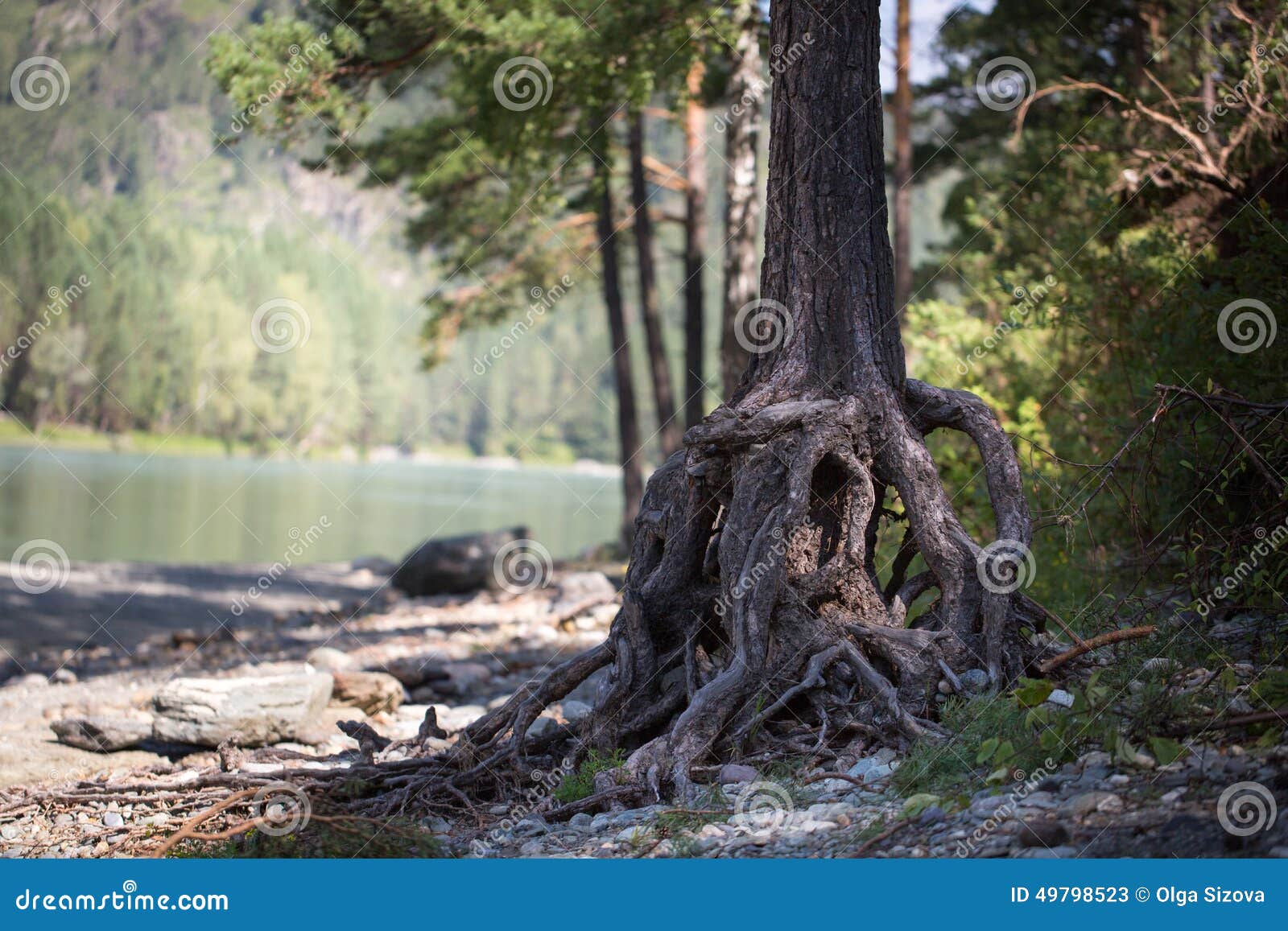 The roots of old trees stock image. Image of garden, environment - 49798523