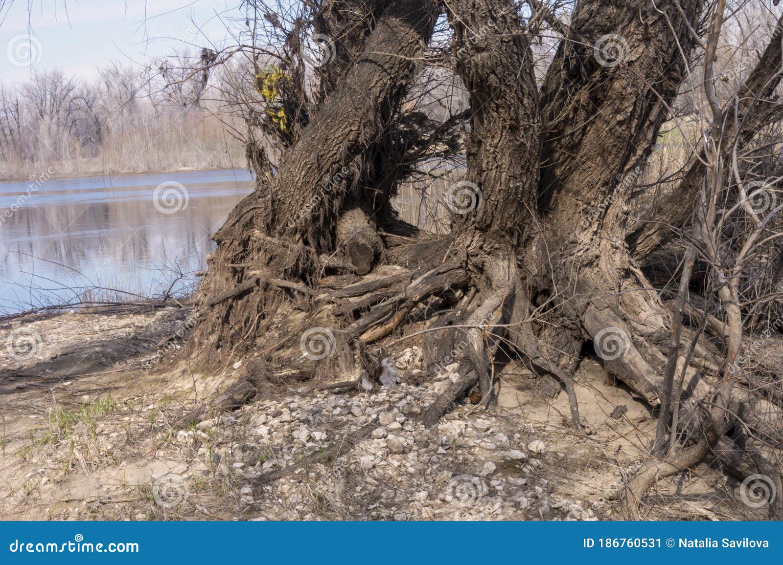 The Roots of Old Trees Wrapped Together. Stock Image - Image of earth ...