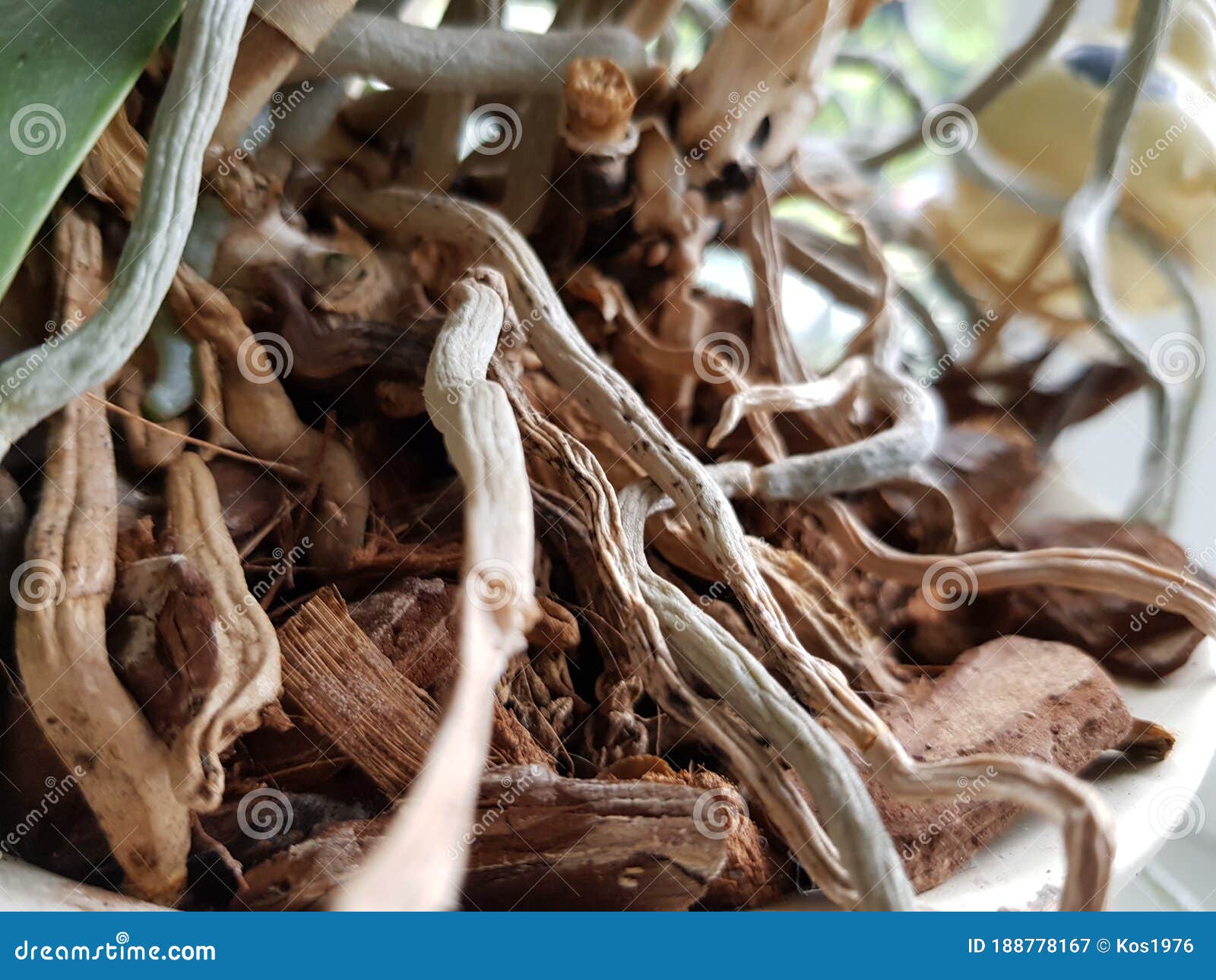 The Roots of the Orchid Flower Stock Image - Image of botanical ...