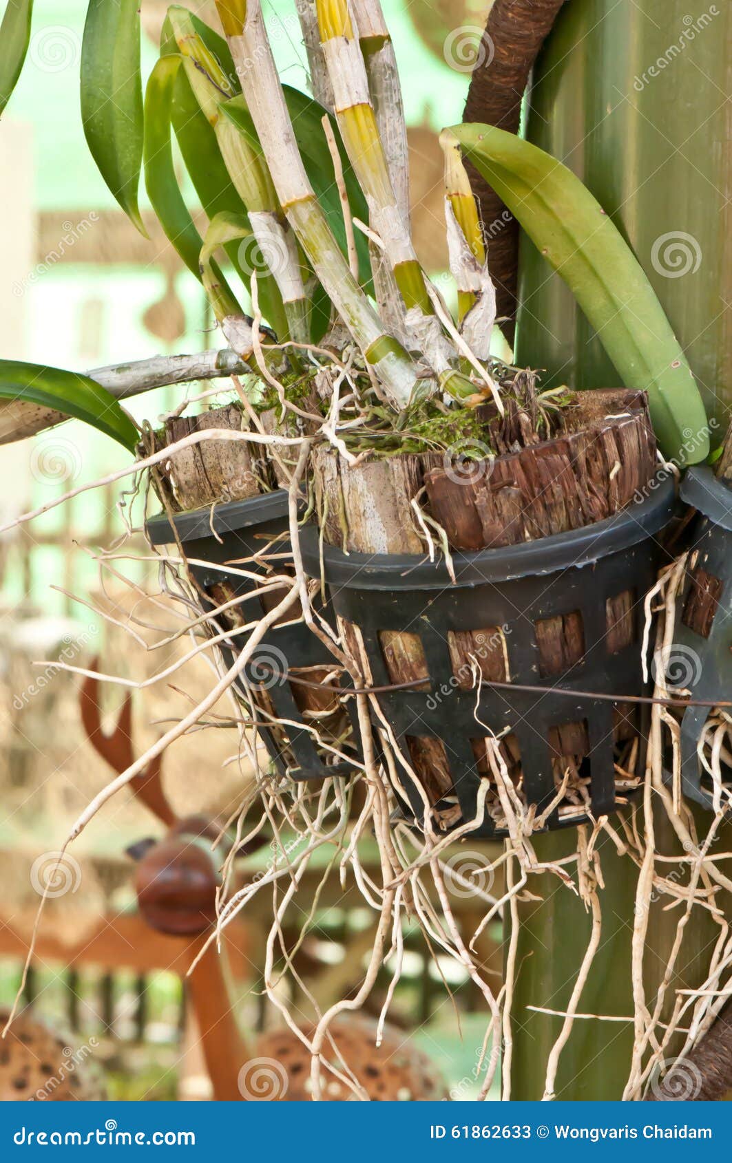 The roots of orchids stock image. Image of painted, sprouting - 61862633