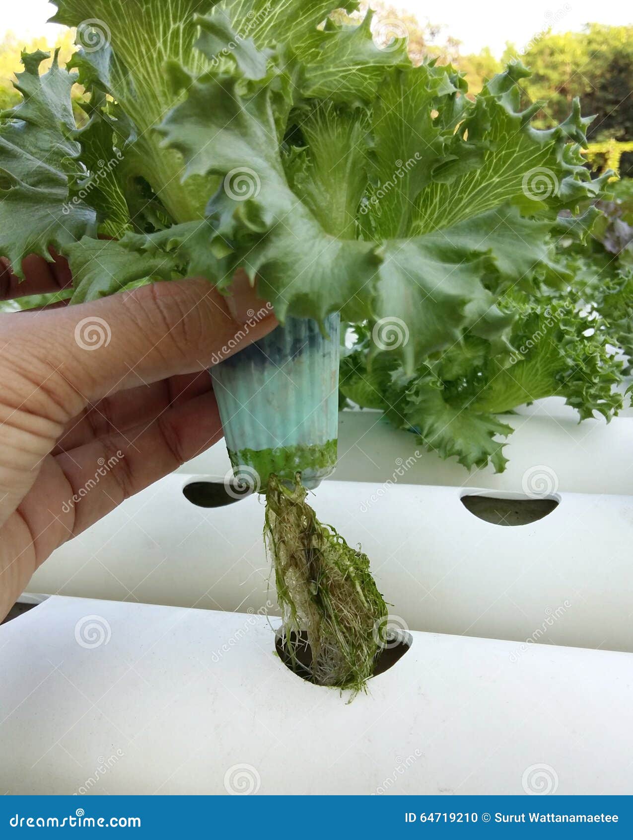 Roots Organic Hydroponic Vegetable Farm Stock Photo - Image of hydro ...